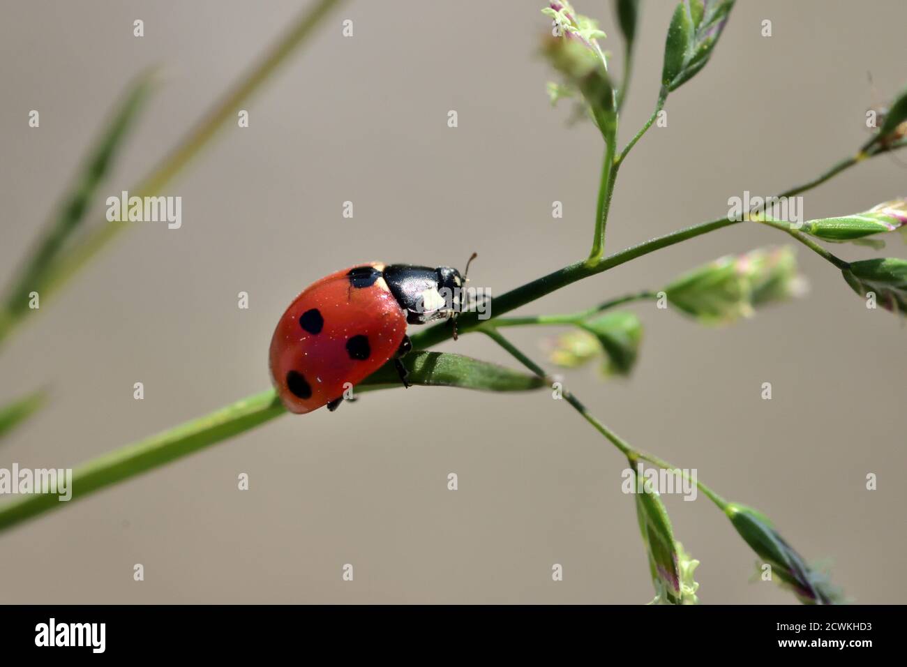 Macro photograph of a Ladybirds, also called ladybird beetles or lady ...