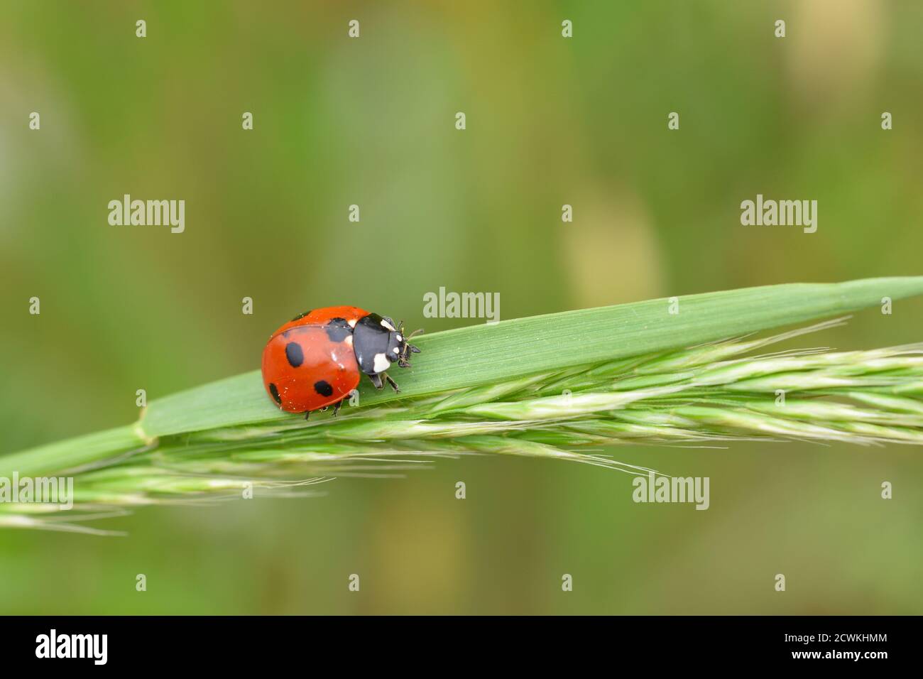 Macro photograph of a Ladybirds, also called ladybird beetles or lady ...