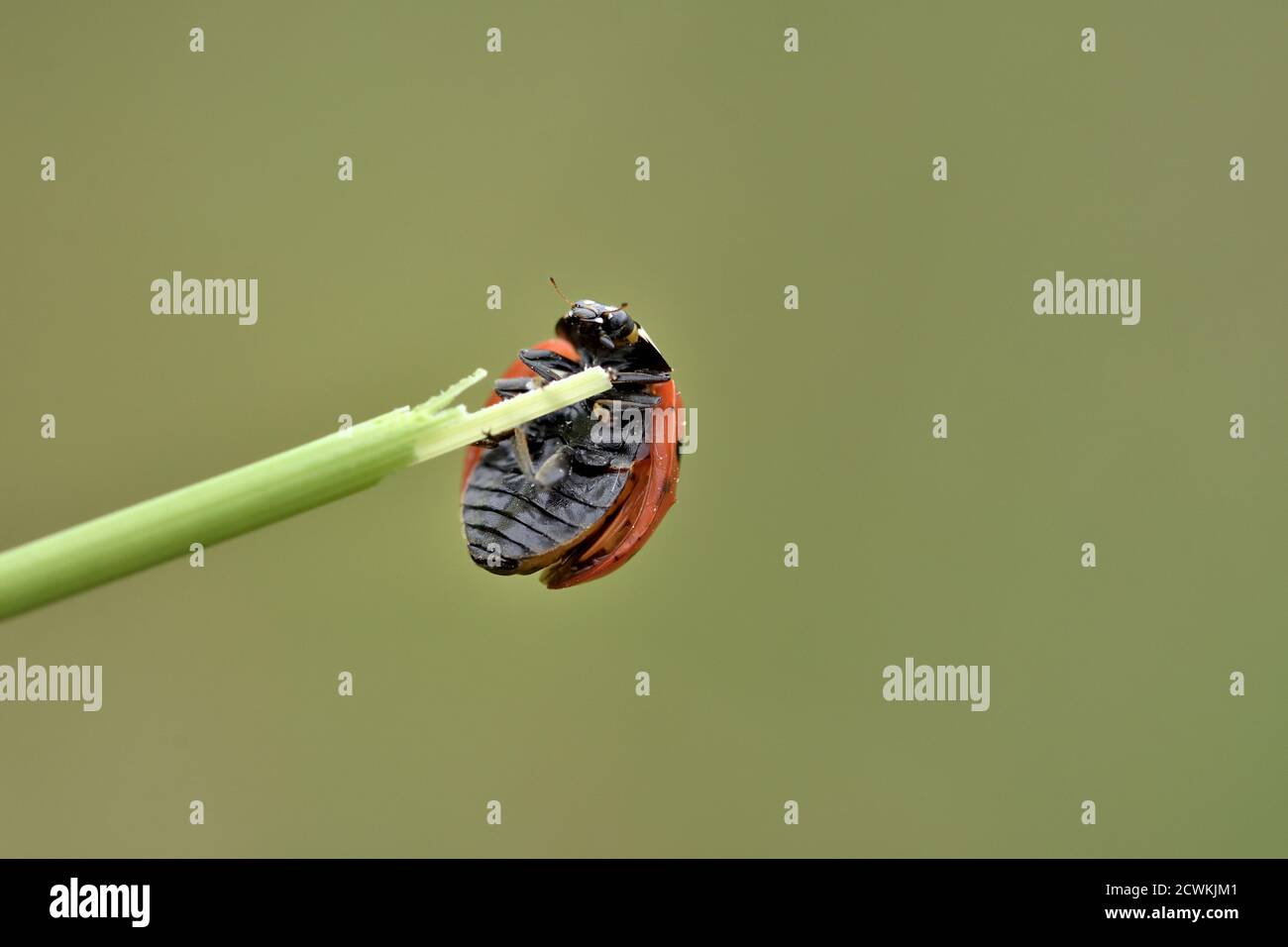 Ladybird beetles hi-res stock photography and images - Alamy