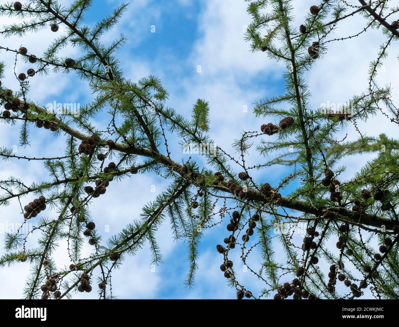 Looking up through the branches of a pine tree with cones to a blue sky with white clouds Stock ...