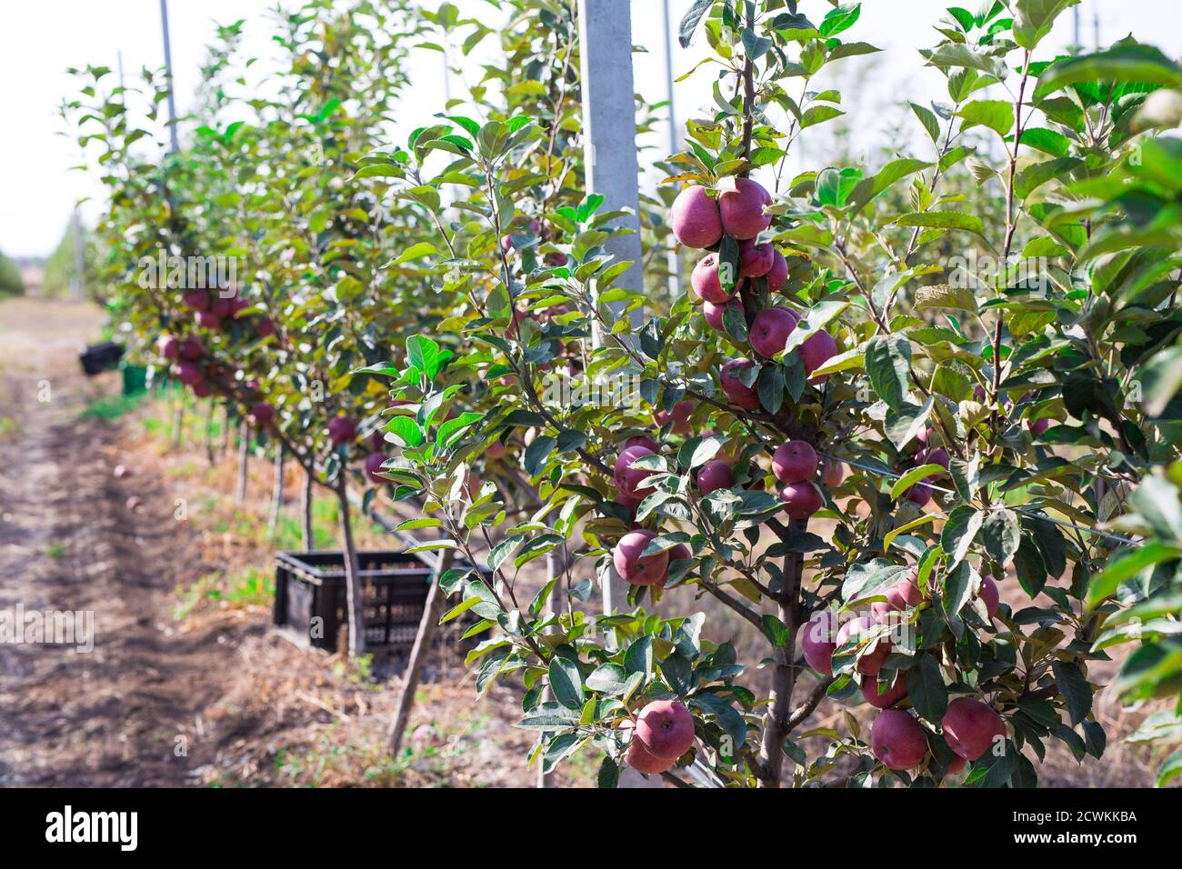 growing apples in a large apple orchard Stock Photo - Alamy