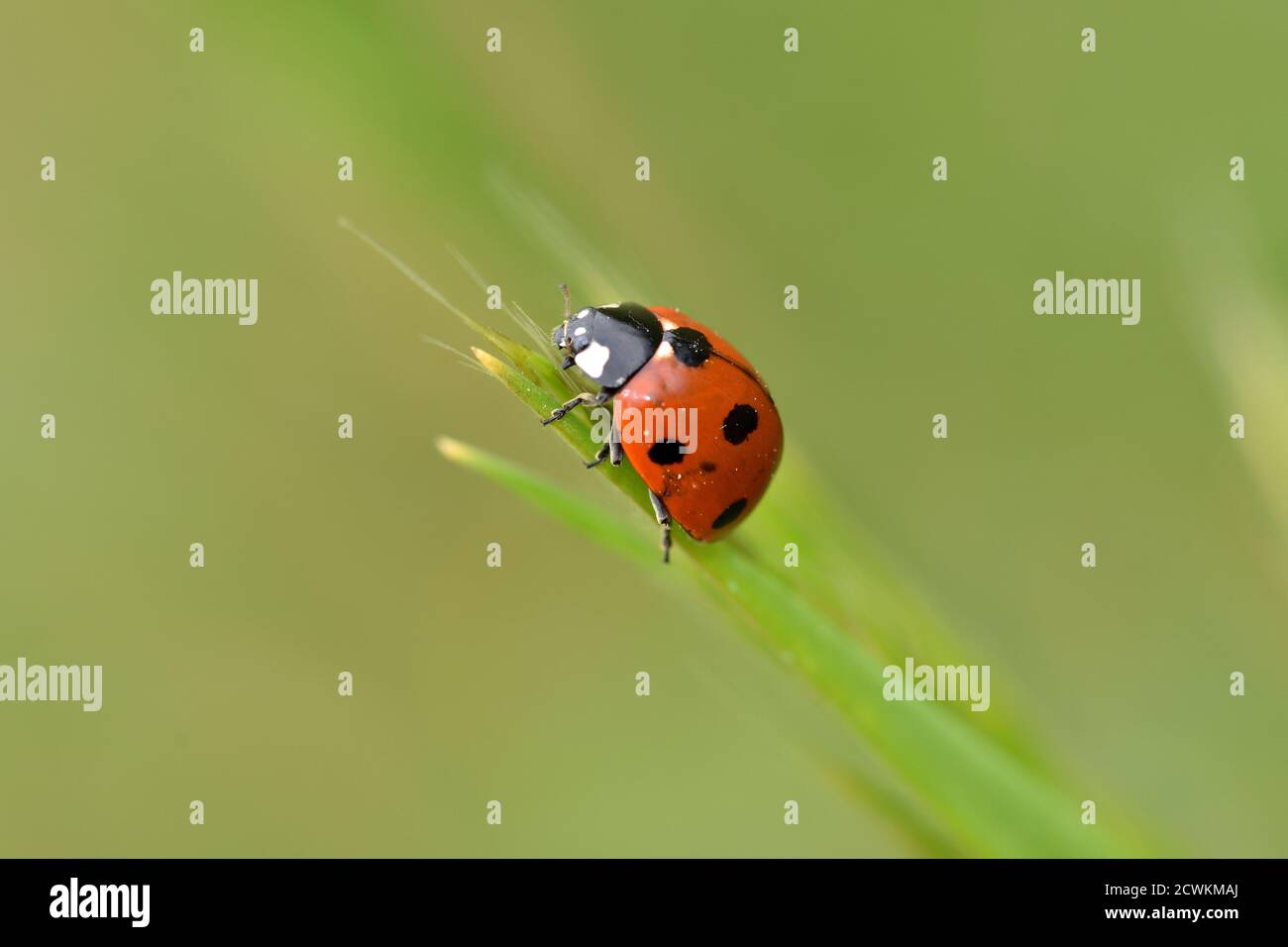 Macro photograph of a Ladybirds, also called ladybird beetles or lady ...