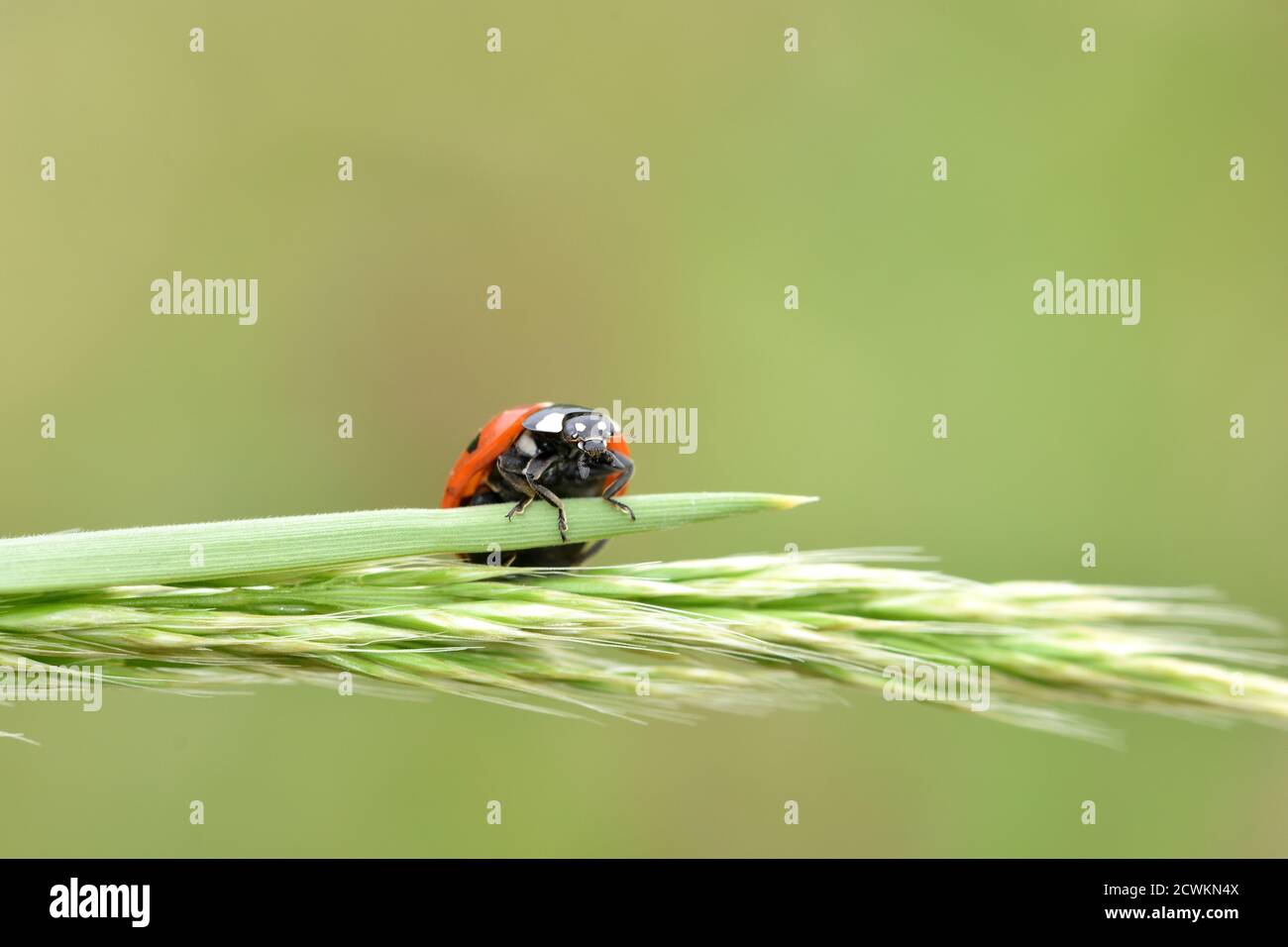 Macro photograph of a Ladybirds, also called ladybird beetles or lady ...