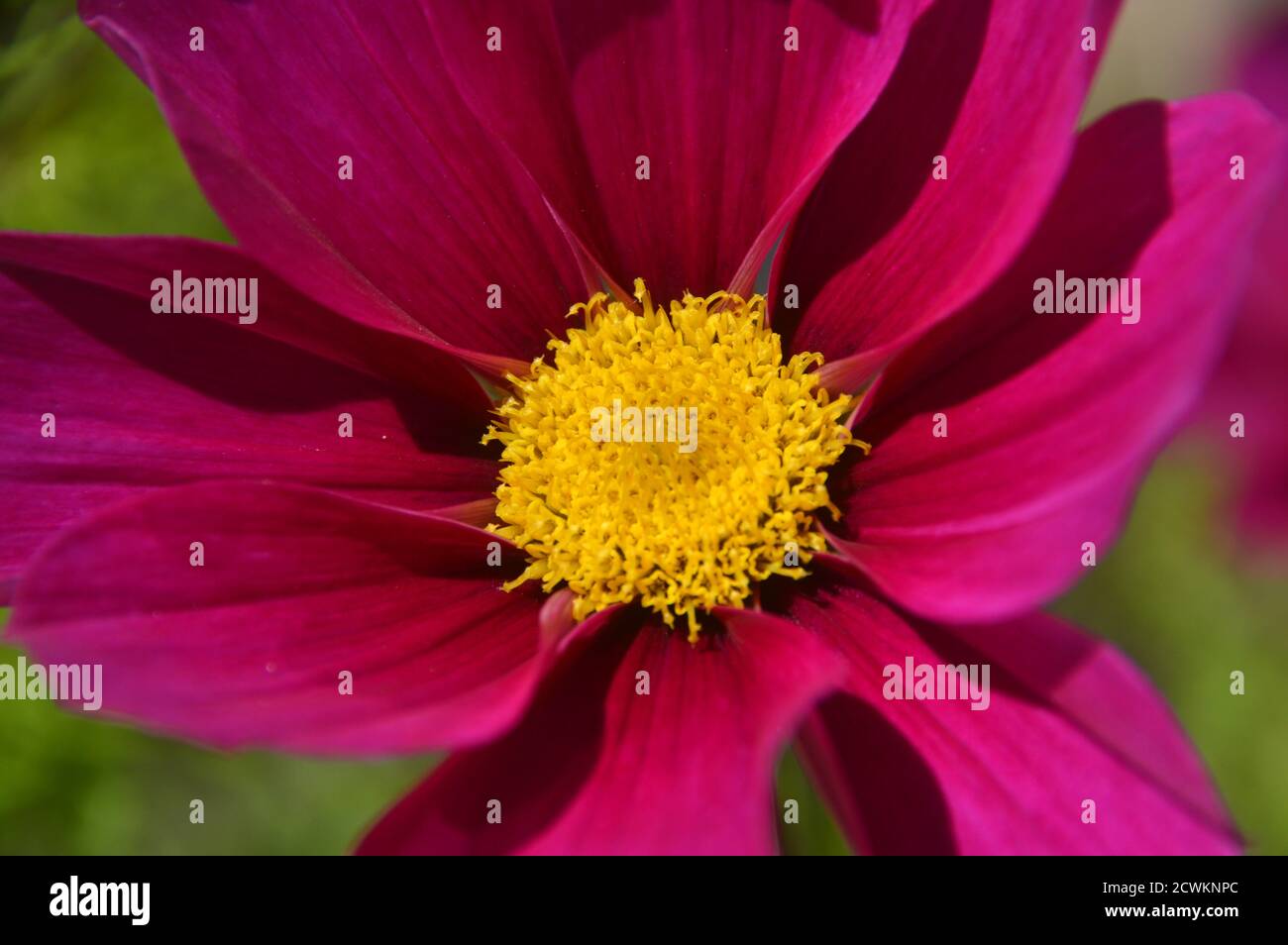 Lone Deep Pink Single Cosmos bipinnatus 'Sonata Carmine' grown in an ...