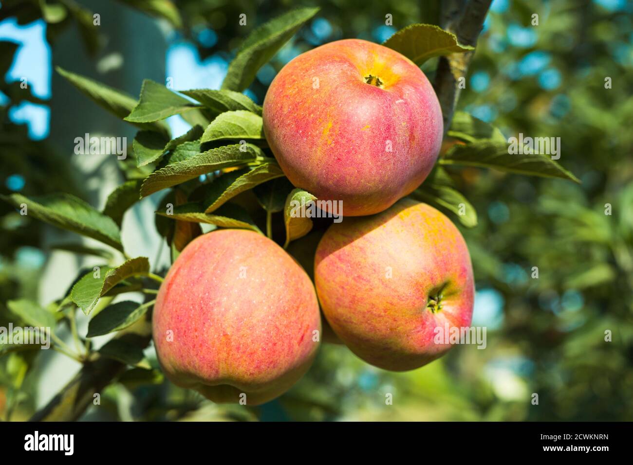 growing apples in a large apple orchard Stock Photo - Alamy