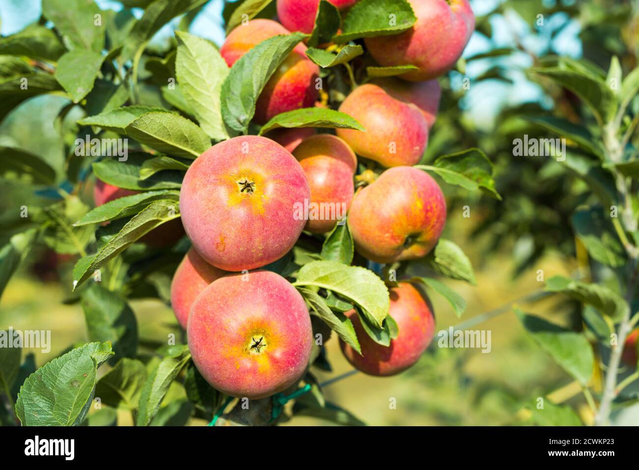 growing apples in a large apple orchard Stock Photo - Alamy