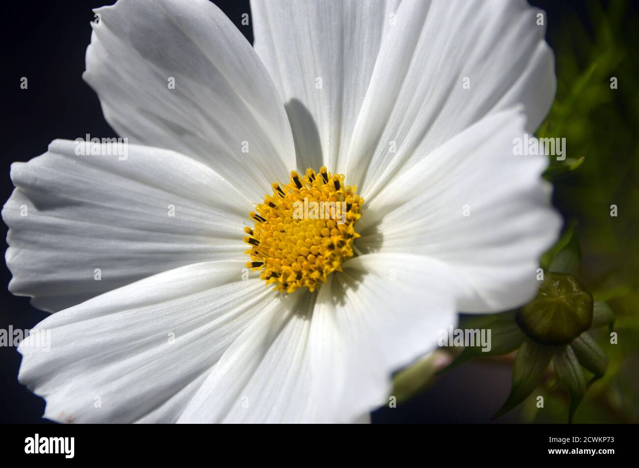 Lone Single Cosmos bipinnatus 'Sonata White' grown in an English ...
