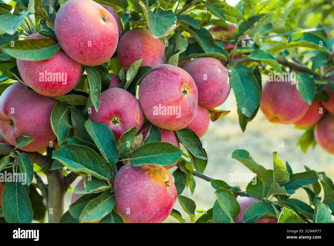 growing apples in a large apple orchard Stock Photo - Alamy
