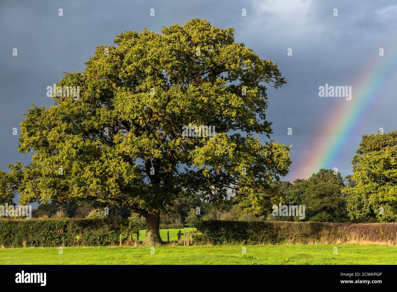 Oak tree and rainbow, Shropshire Hills, near Church Stretton ...