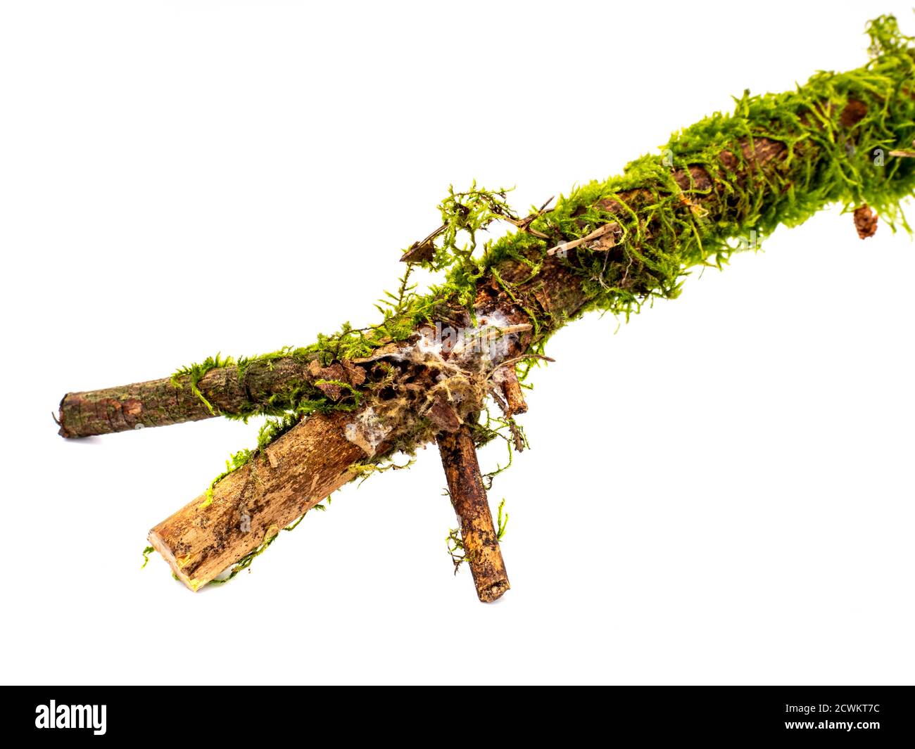 Tree trunk moss lichen Cut Out Stock Images & Pictures - Alamy