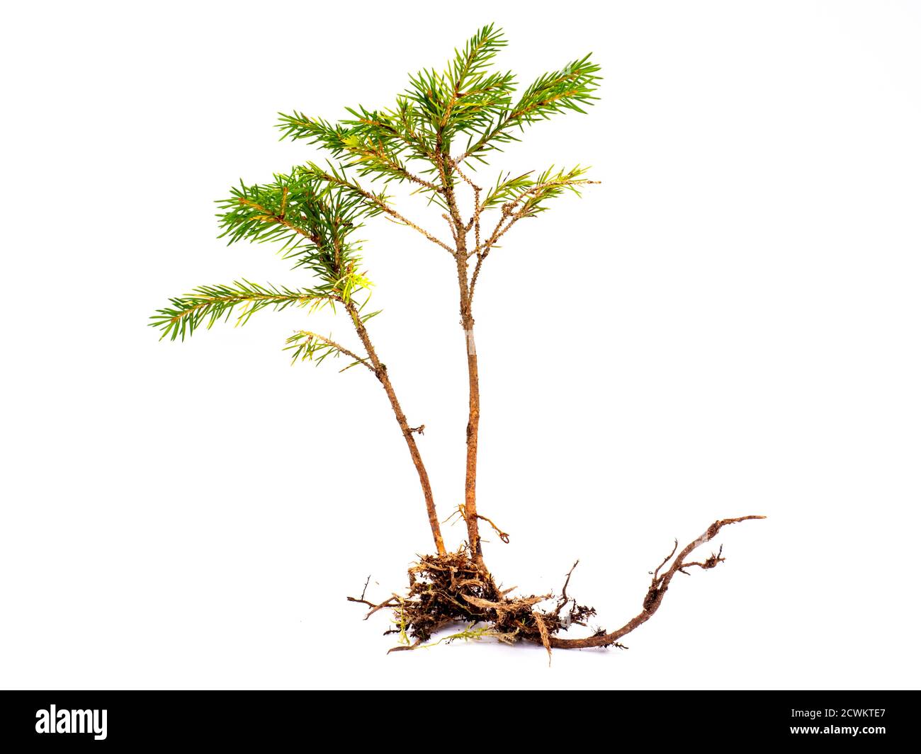 Dying fir tree hi-res stock photography and images - Alamy
