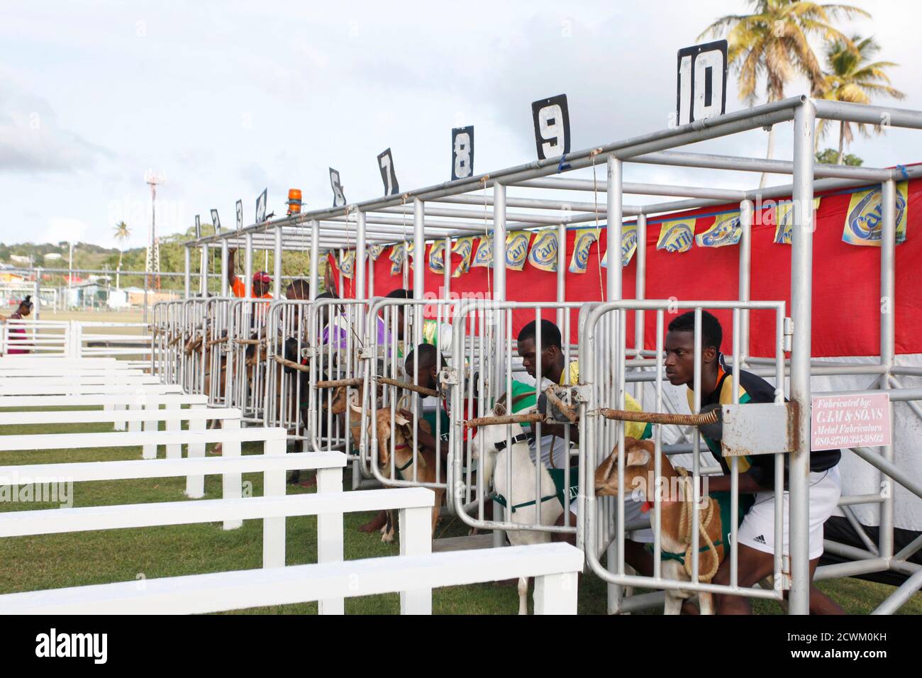 Goat race buccoo hi-res stock photography and images - Alamy