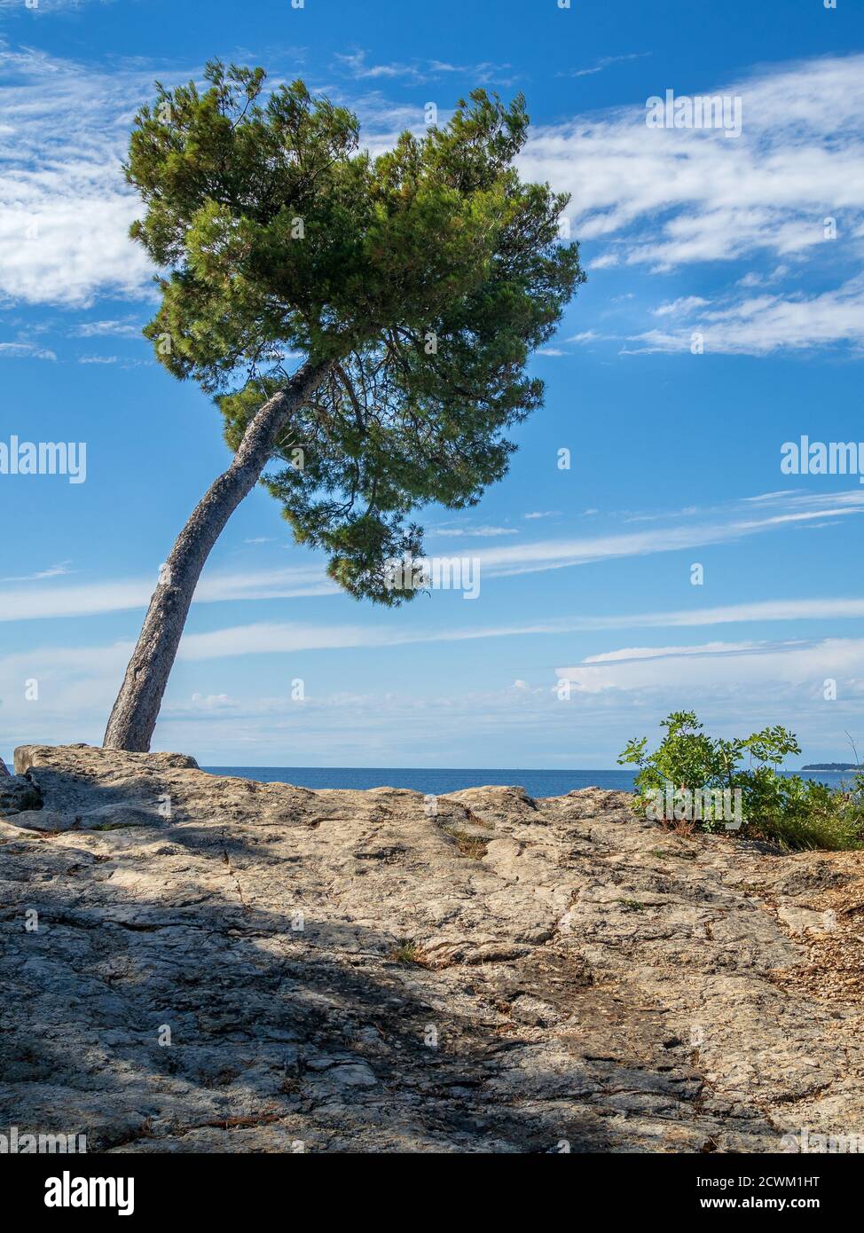An old stone pine tree (pinus pinea) on the rock next to sea. Sunny day ...