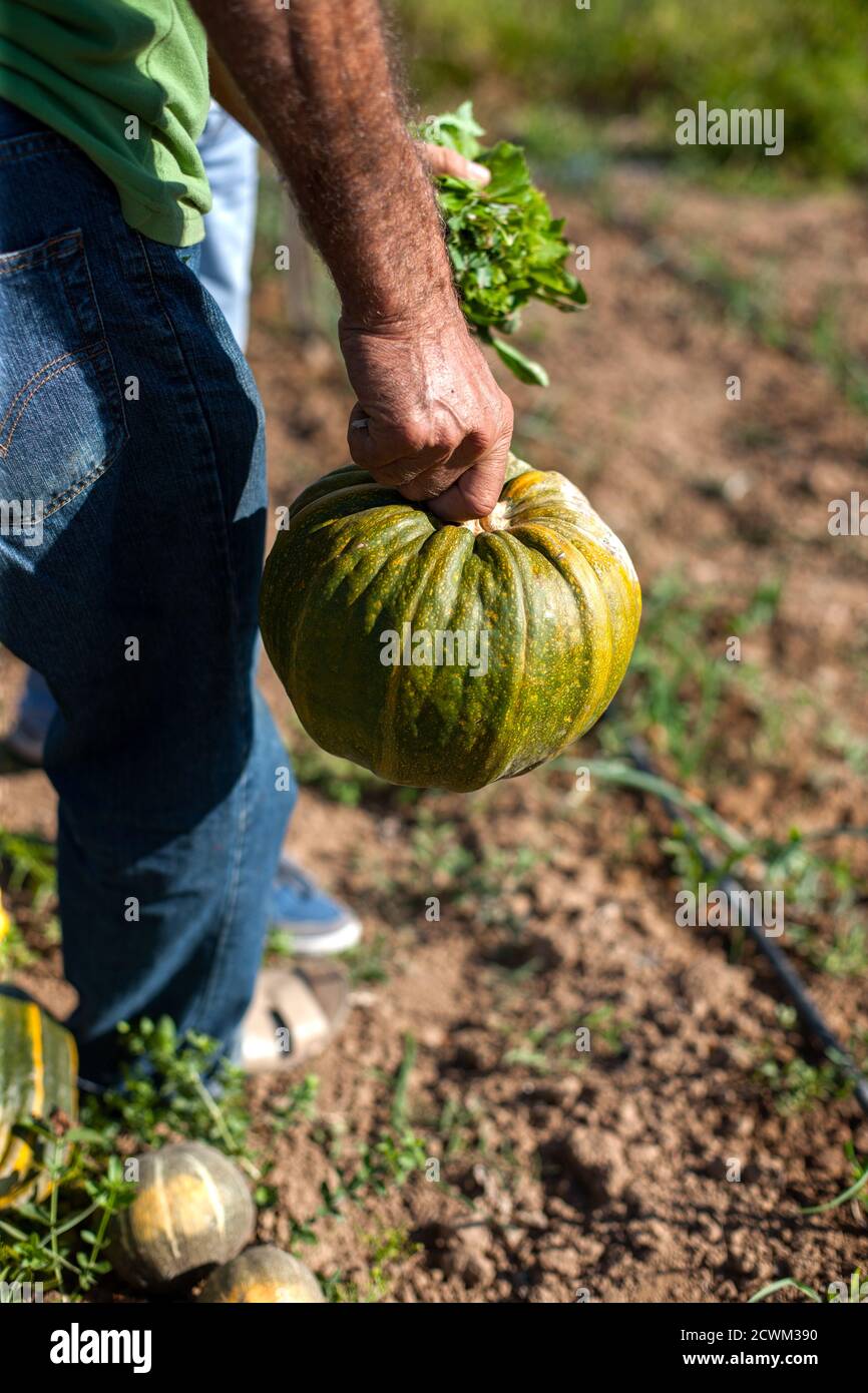 Man Carrying Pumpkin in Hand Stock Photo - Alamy