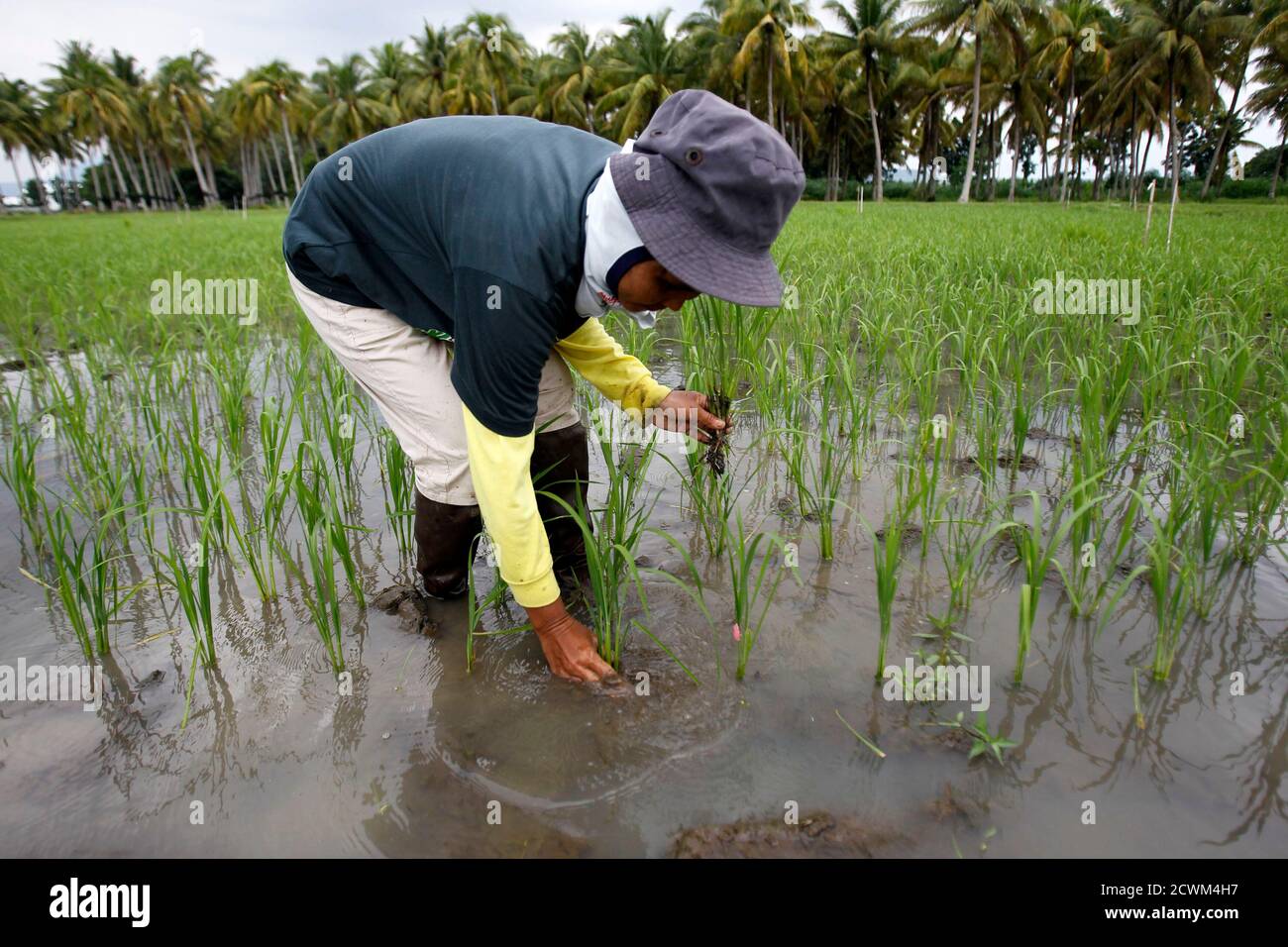 Nutrient deficiency in plants hi-res stock photography and images - Alamy