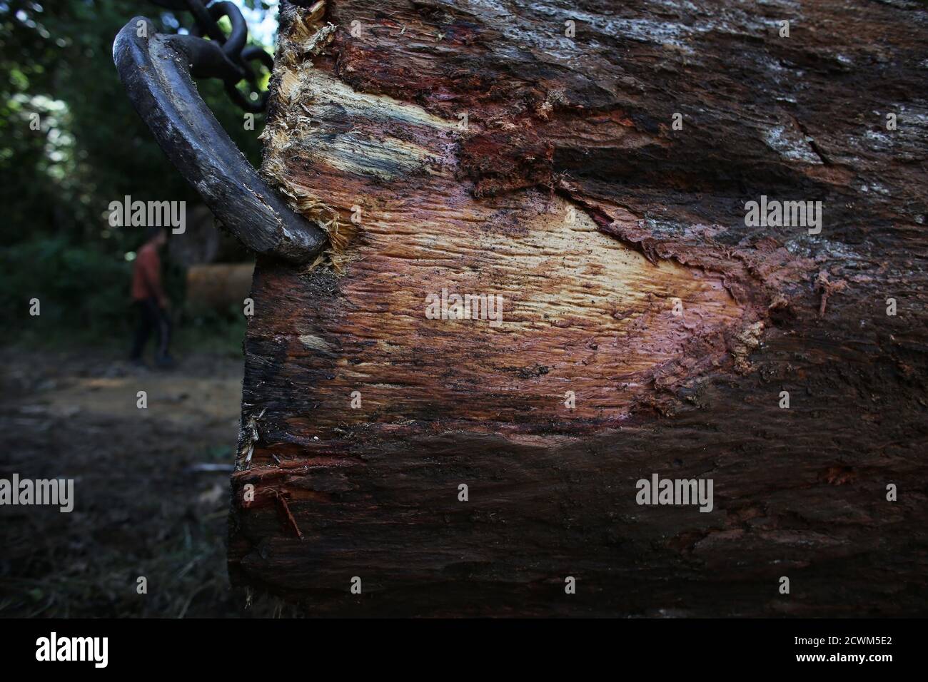Skidder drag logs tractor hi-res stock photography and images - Alamy