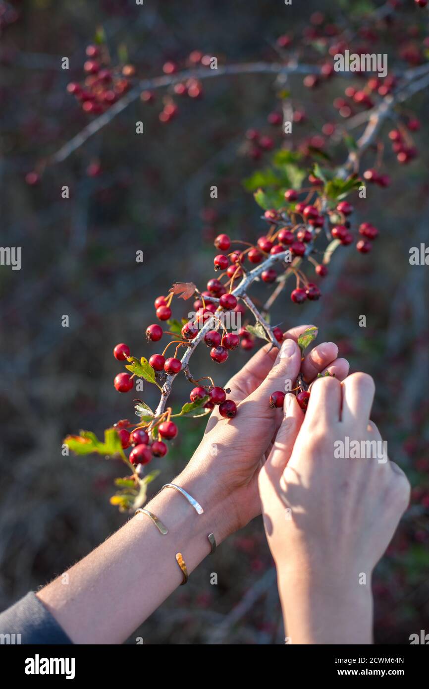Women hand picking up tea hi-res stock photography and images - Alamy