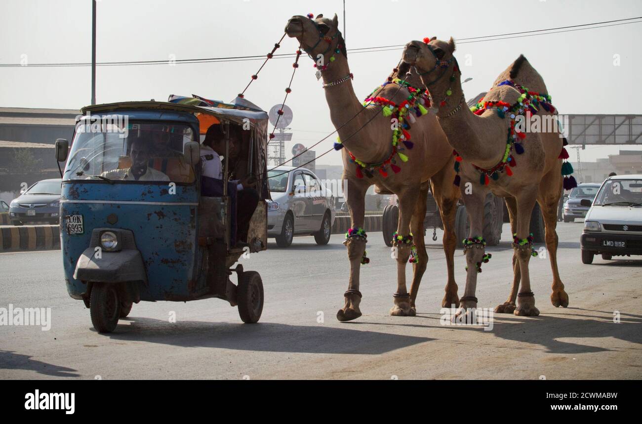 Camel rickshaw hi-res stock photography and images - Alamy