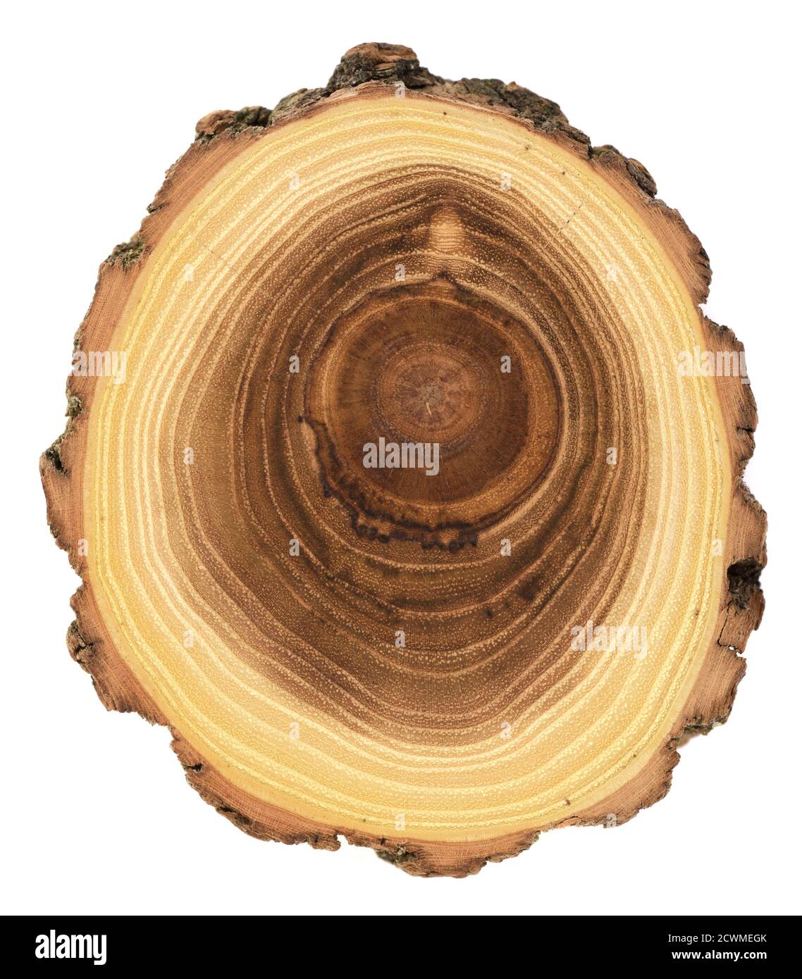 Acacia tree cross section with growth rings and bark isolated on white ...