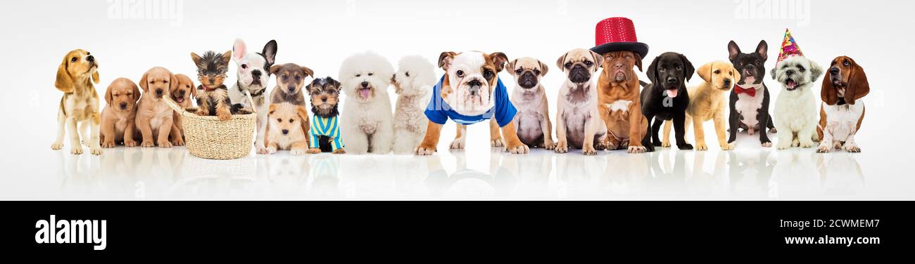 Major Groups Of Dogs