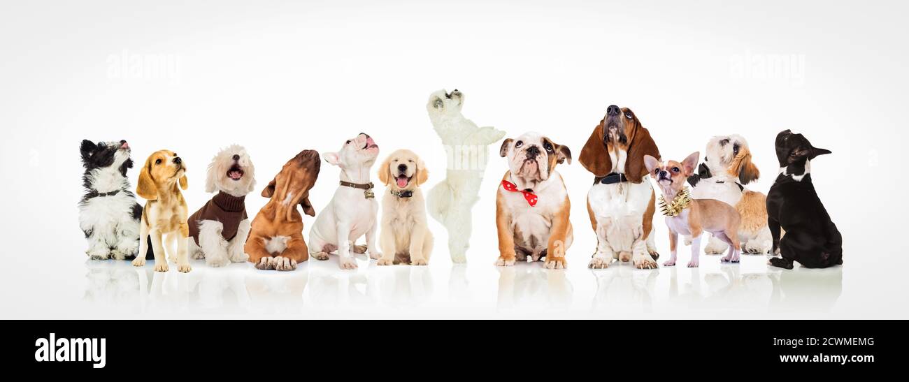 large group of curious dogs and puppies looking up at something on ...