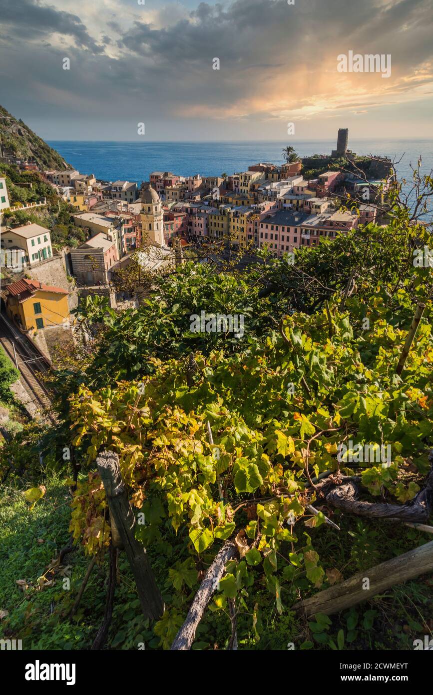 Vineyard italian riviera hi-res stock photography and images - Alamy