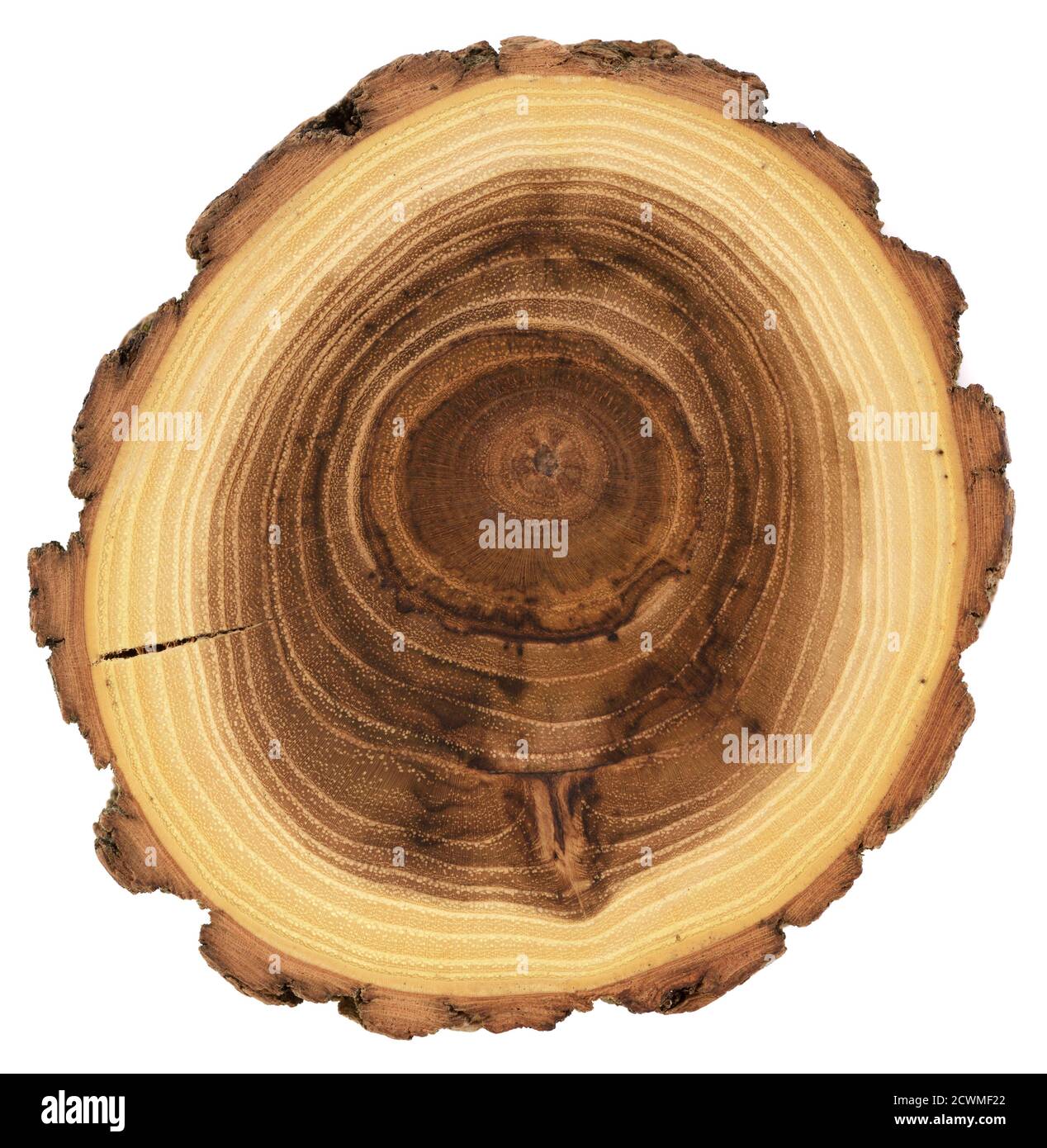 Acacia wood slab with growth rings macro isolated Stock Photo - Alamy