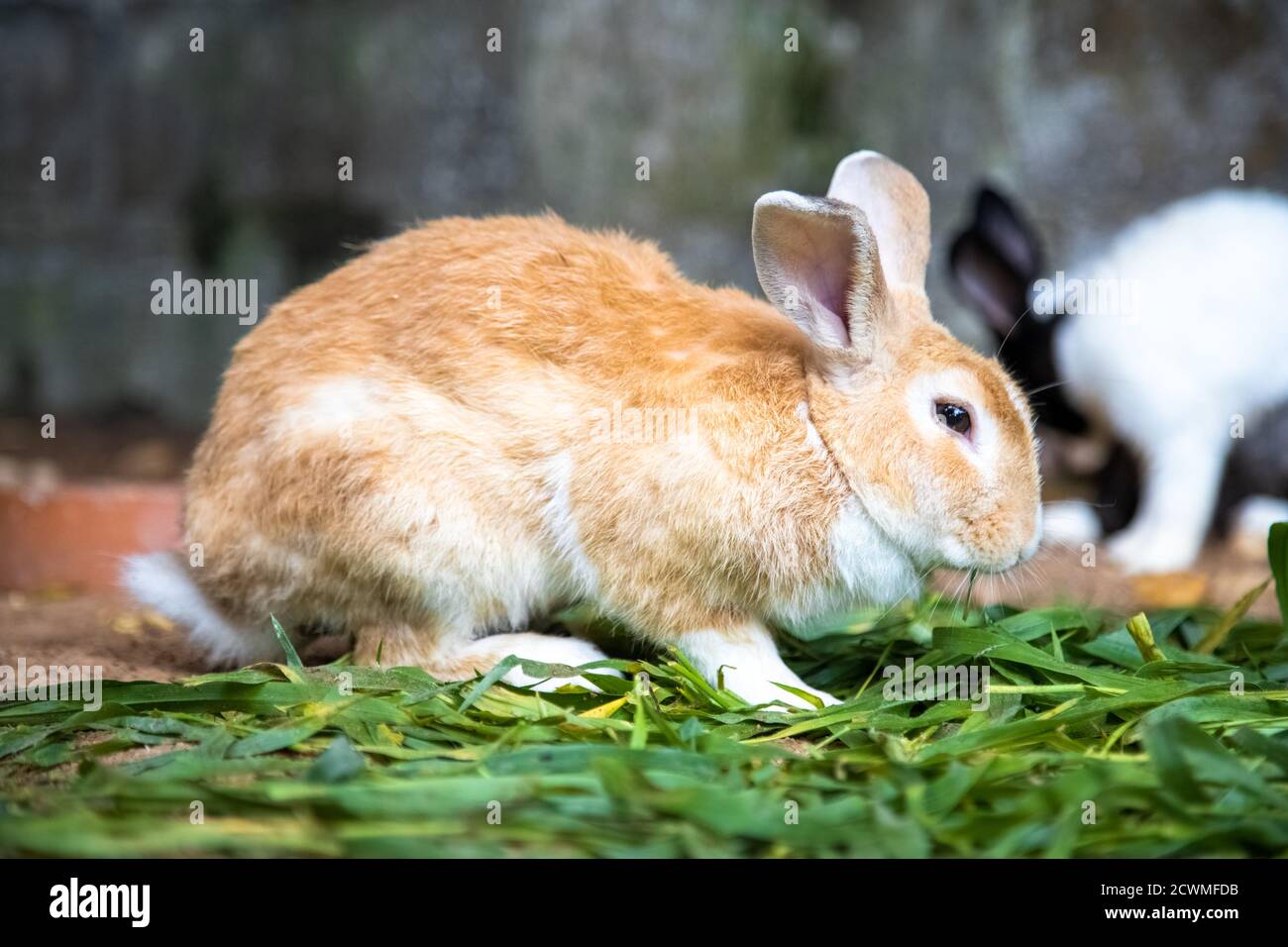 Rabbits tail grass hi-res stock photography and images - Alamy