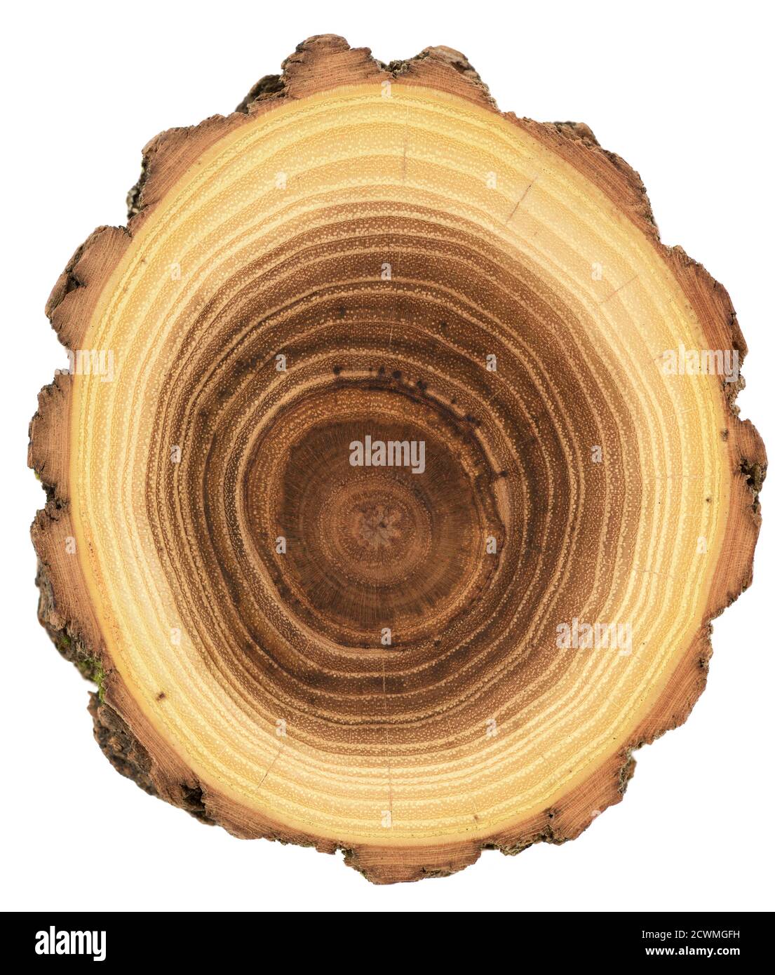 Wood slab texture background. Acacia tree with bark and bright growth ...