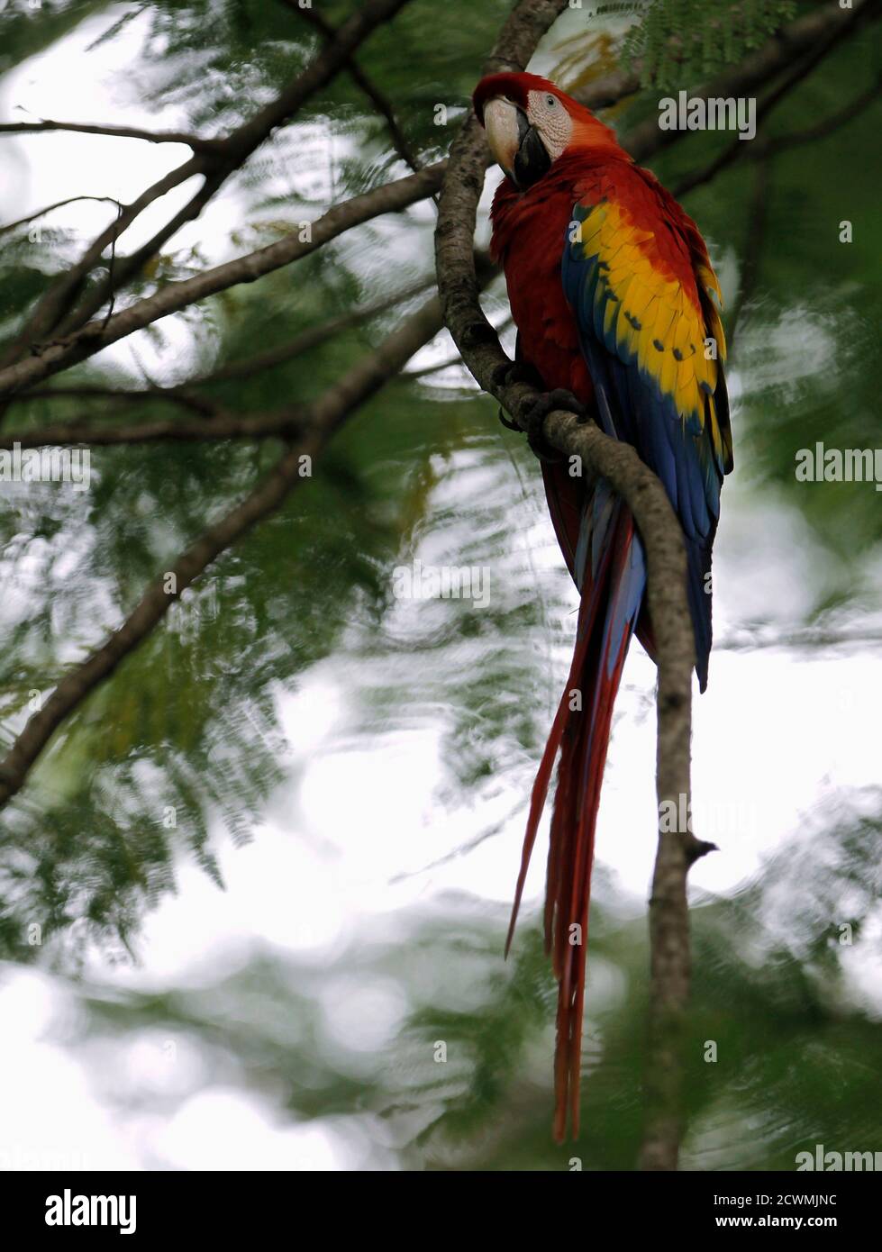 Costa Rica Deforestation High Resolution Stock Photography and Images ...