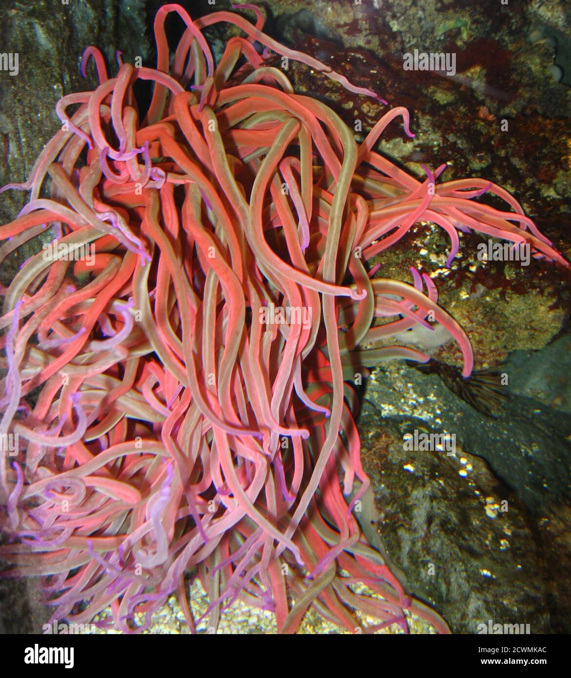 Mediterranean snakelocks anemone (Anemonia viridis Stock Photo - Alamy