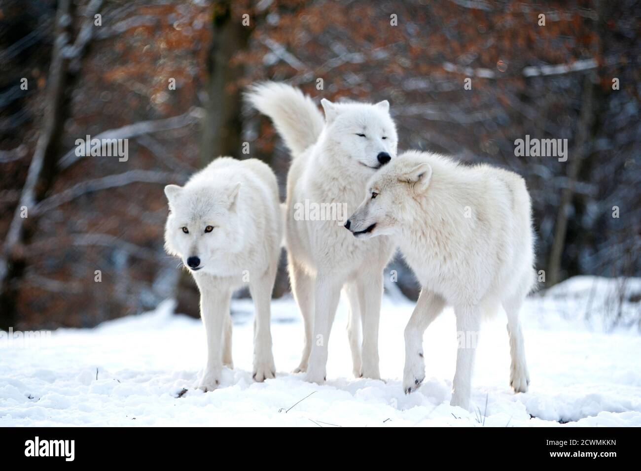 Merzig Saarland High Resolution Stock Photography and Images - Alamy