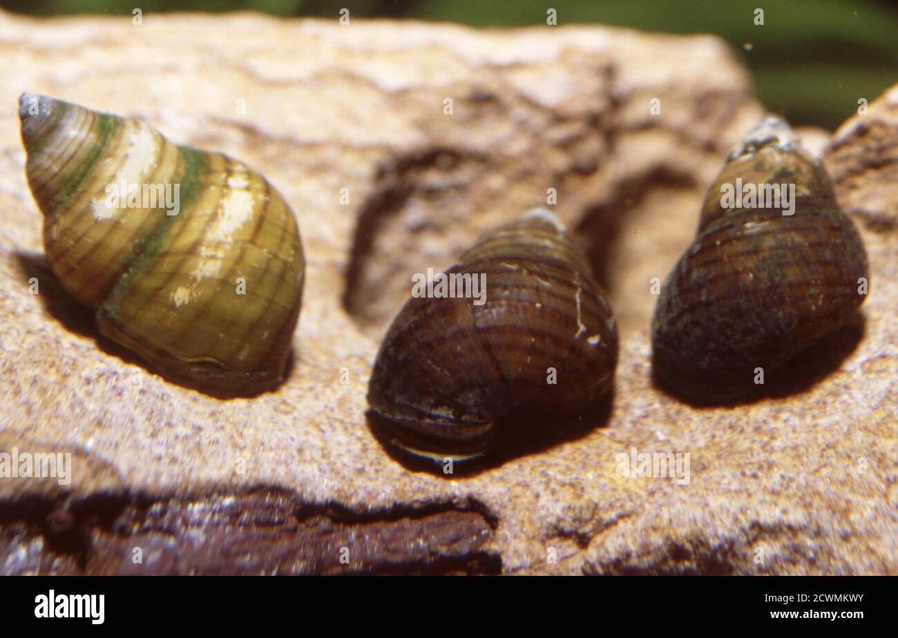 Anatomy of the snail hi-res stock photography and images - Alamy