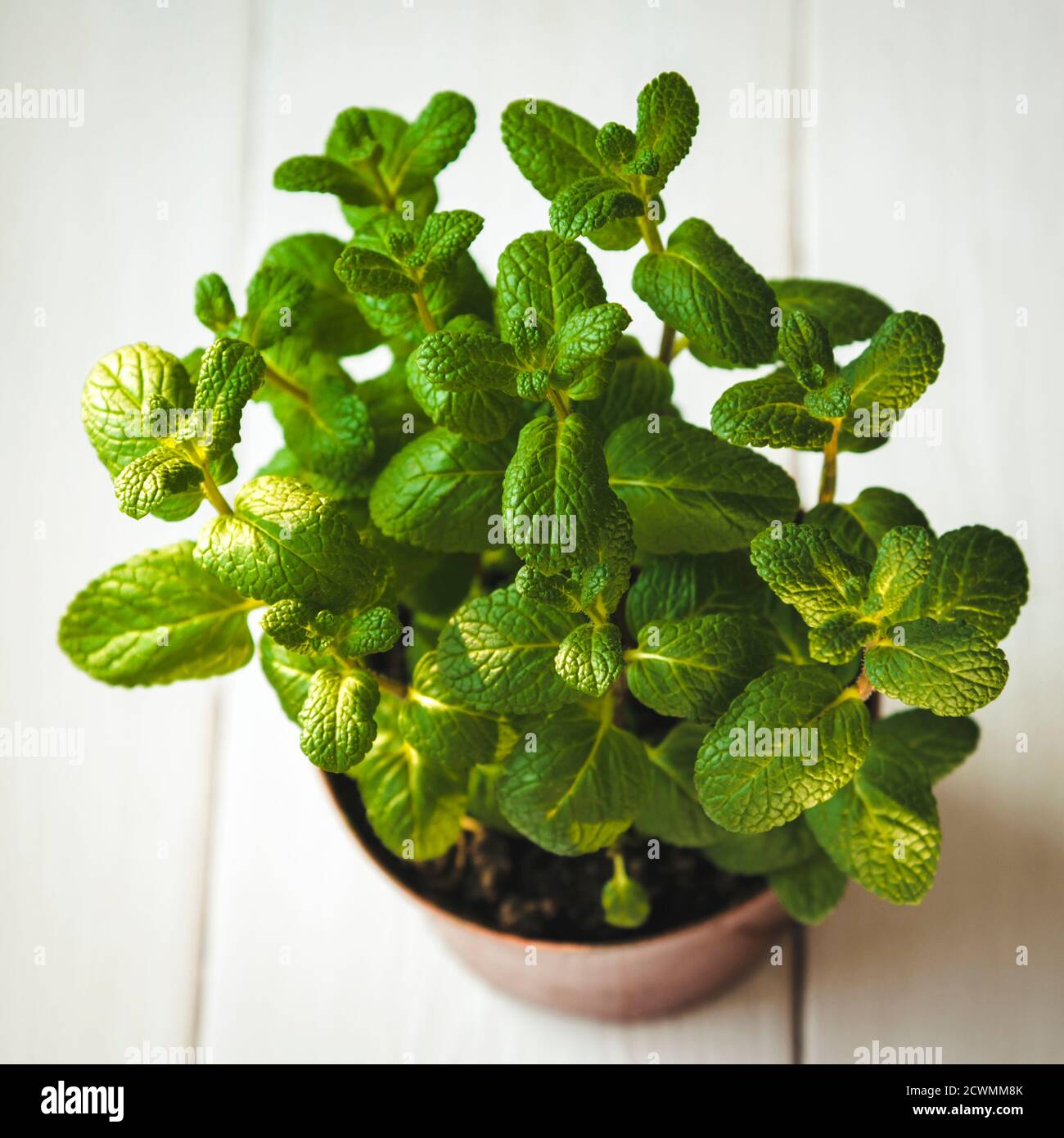 Fresh Mint in the pot plant Stock Photo - Alamy