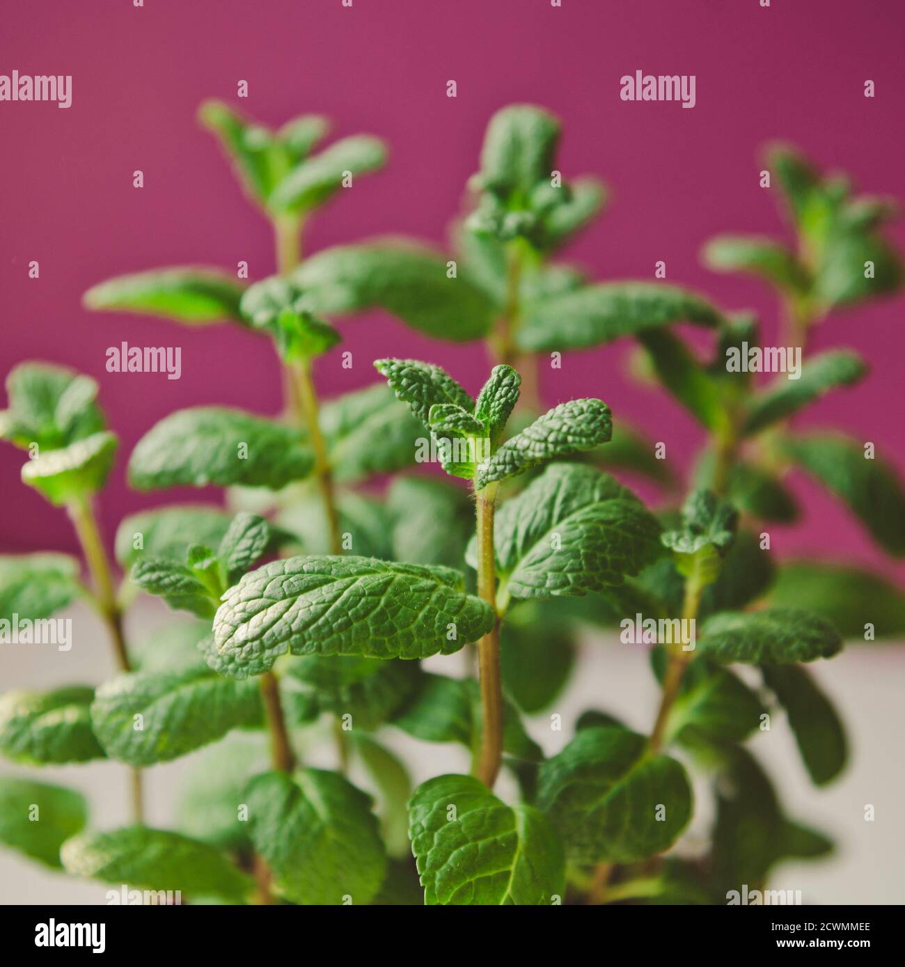 Fresh Mint in the pot plant Stock Photo - Alamy