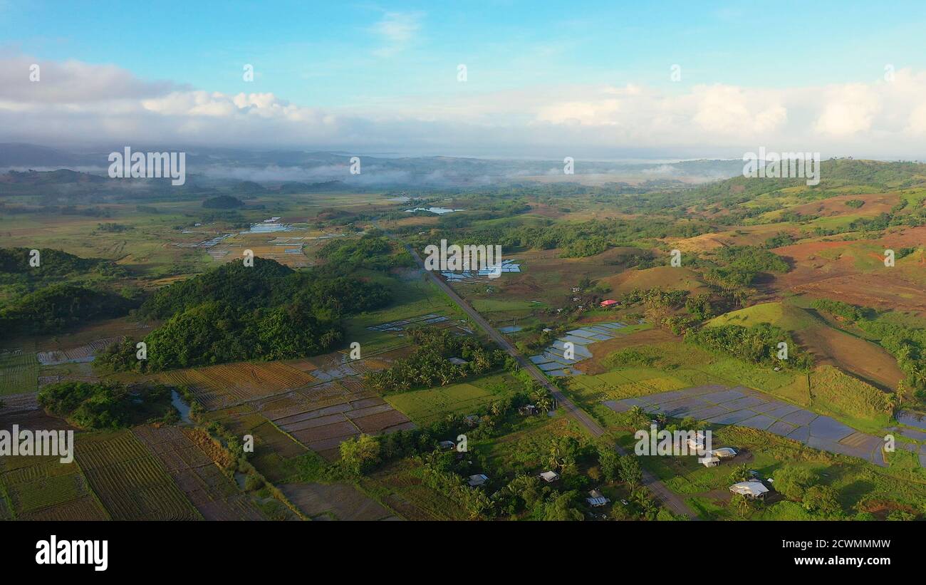 Aerial view of rice plantation,terrace, agricultural land of farmers ...