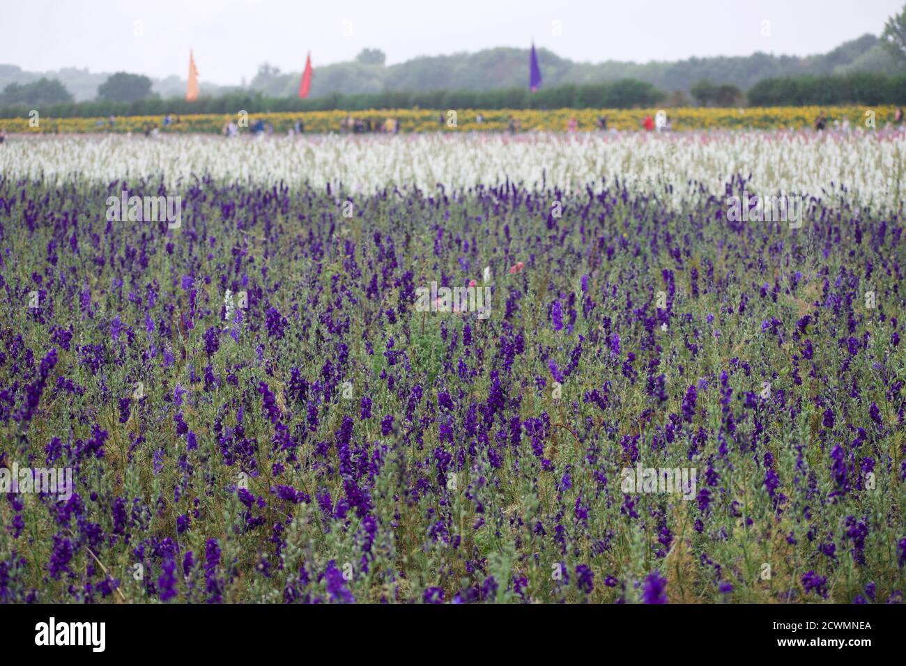 Confetti Fields 2020 Stock Photo - Alamy