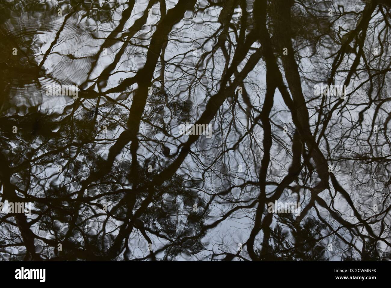 The forest reflection at the temple pond in Sapporo Japan Stock Photo ...
