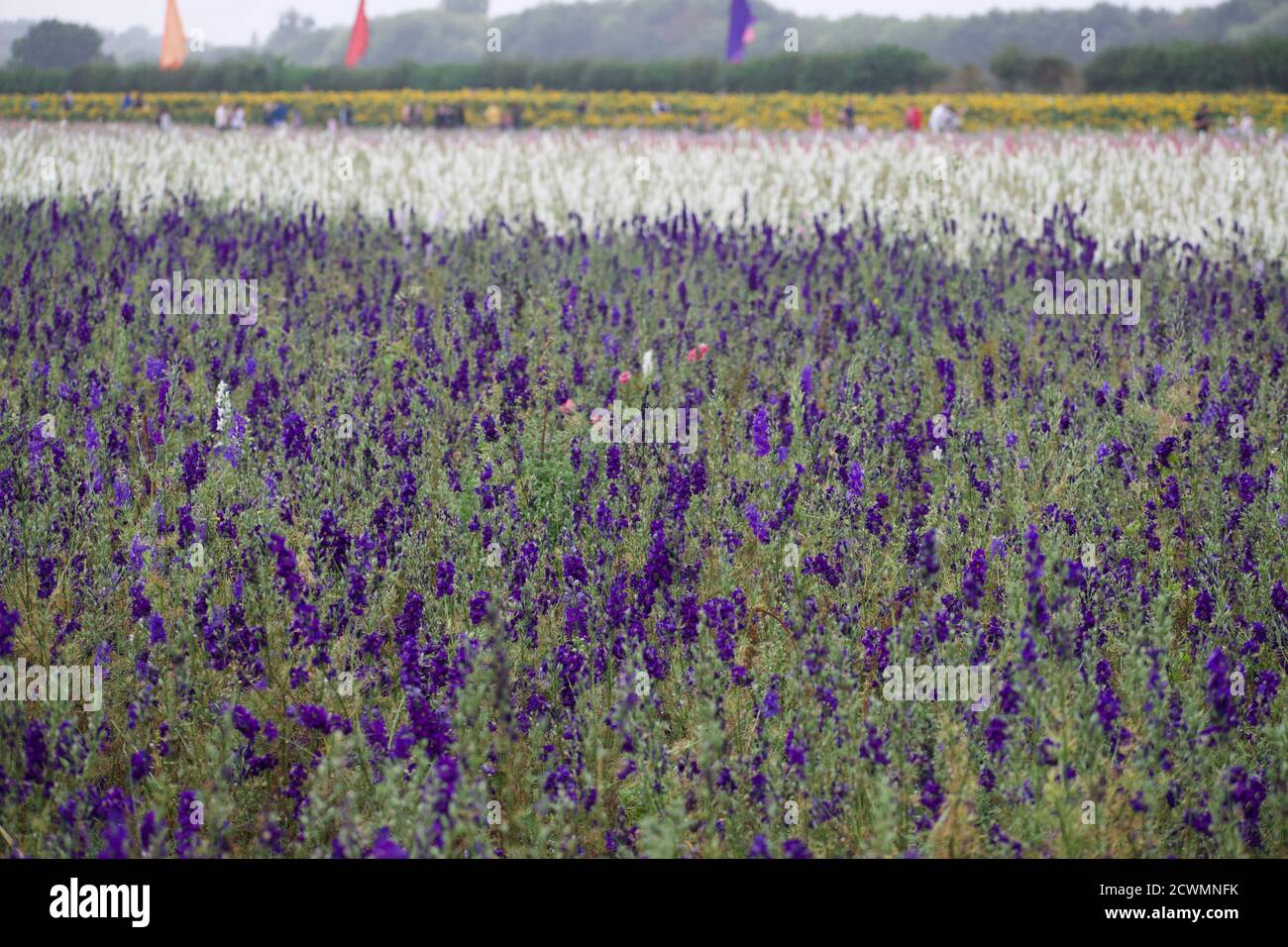 Confetti Fields 2020 Stock Photo - Alamy