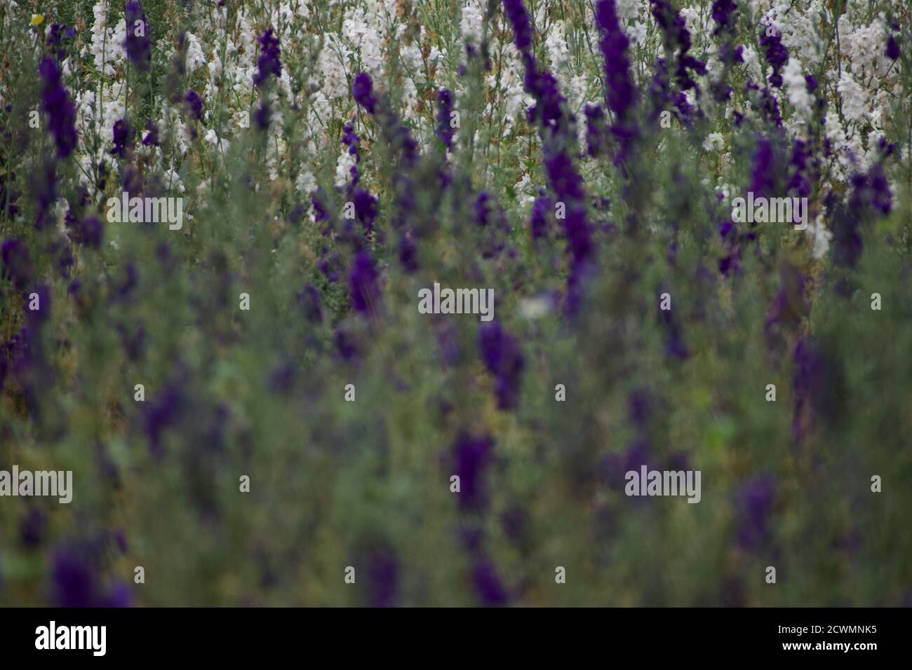 Confetti Fields 2020 Stock Photo - Alamy