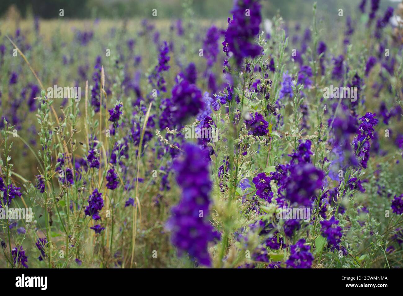 Confetti Fields 2020 Stock Photo - Alamy