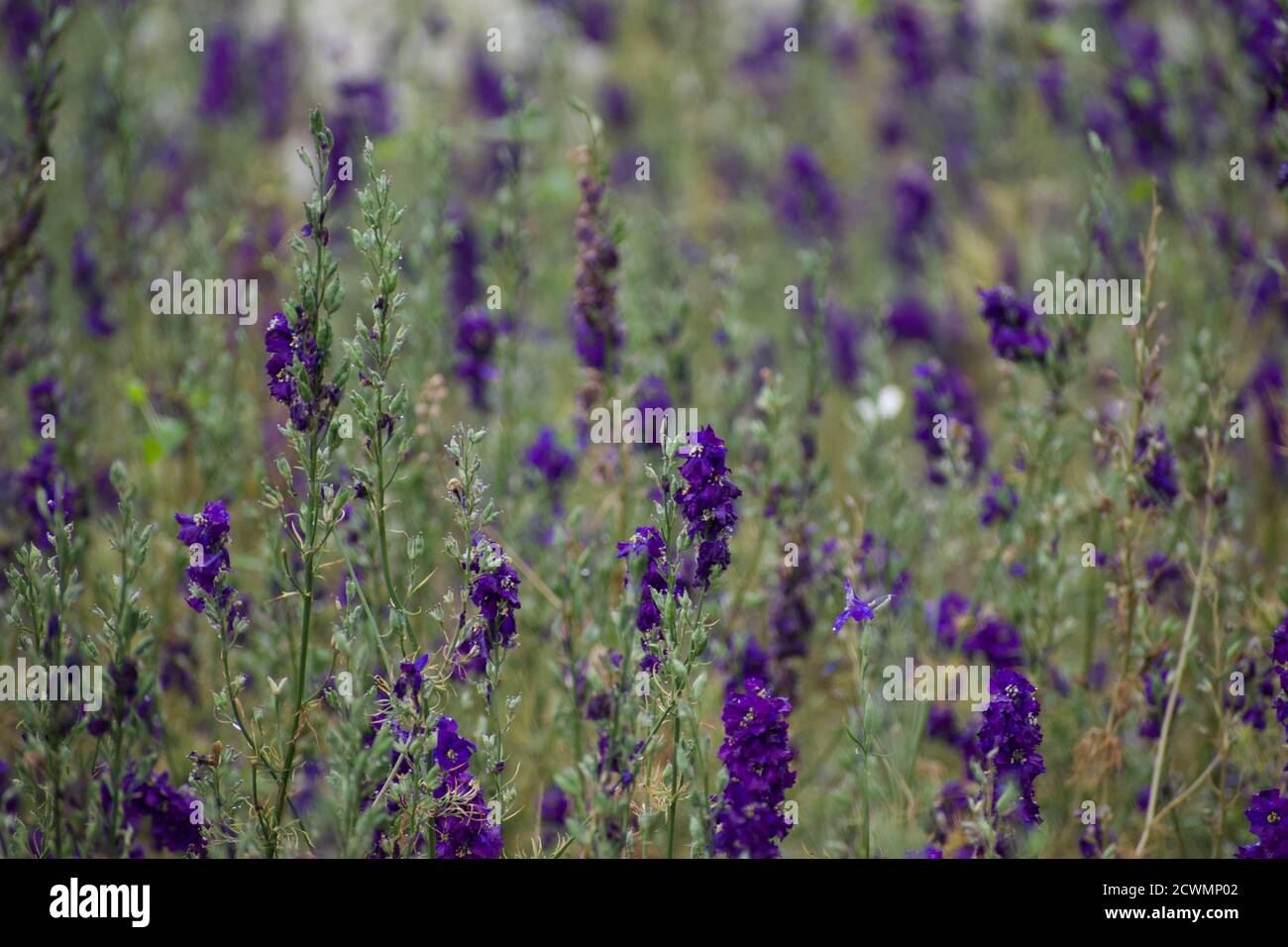 Confetti flower fields hi-res stock photography and images - Alamy