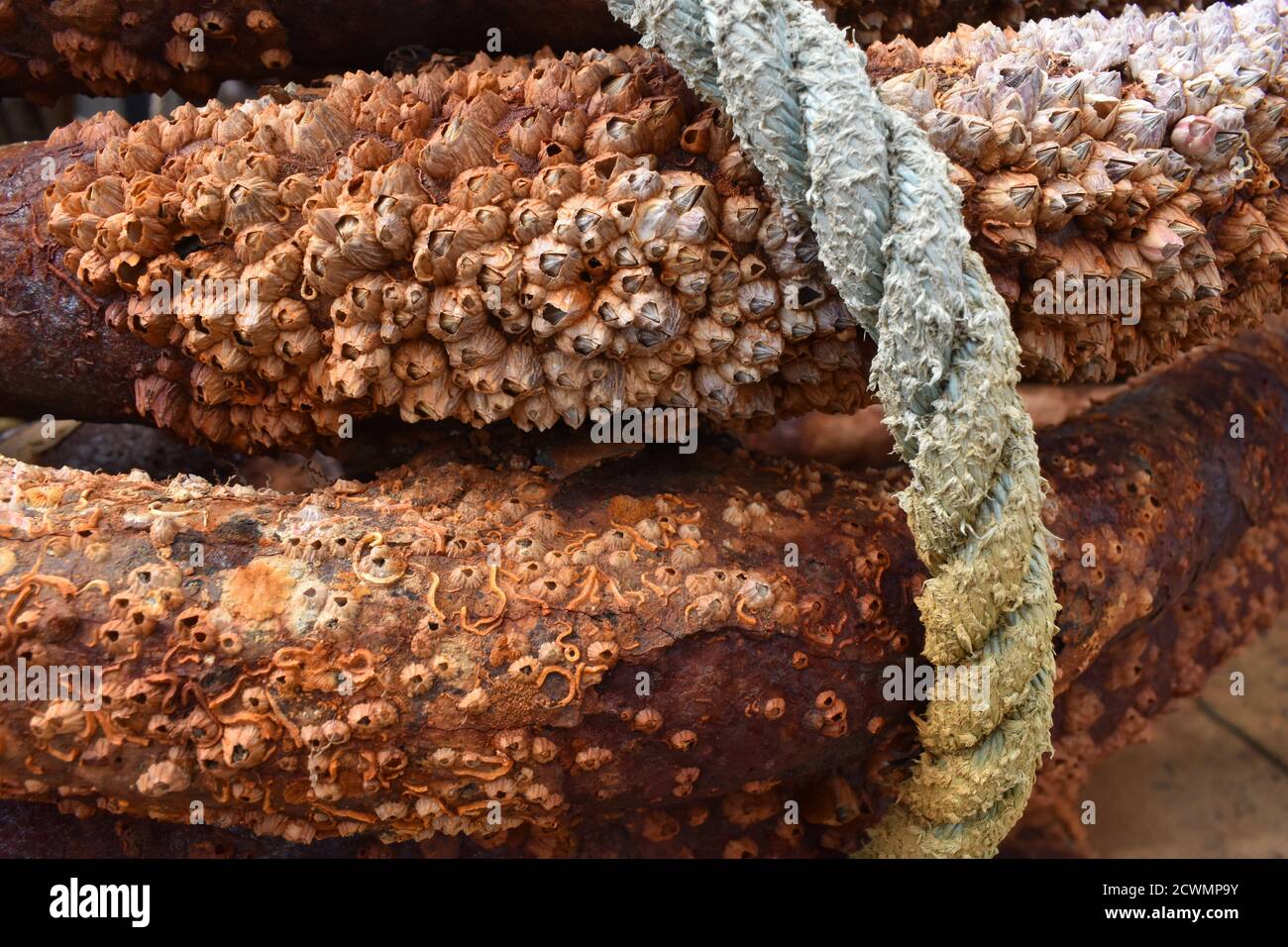 The historical trace on the rusty metal rod with the seashells at the ...