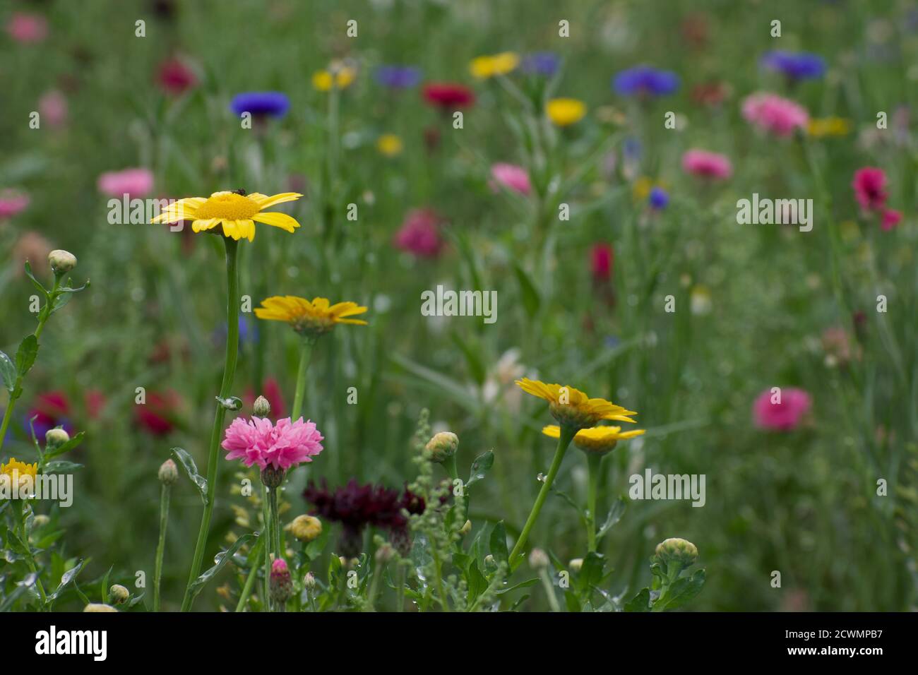 Confetti Fields 2020 Stock Photo - Alamy
