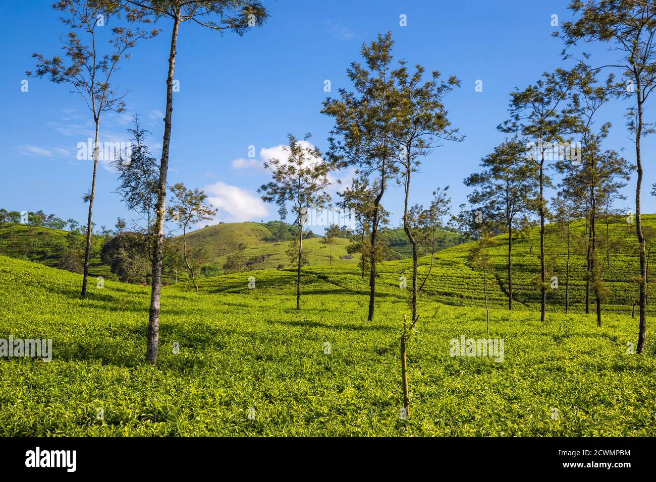 Sri lankan tea estates hi-res stock photography and images - Alamy