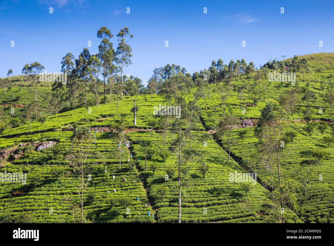 Sri Lanka, Hatton area, Tea Pluckers Stock Photo - Alamy