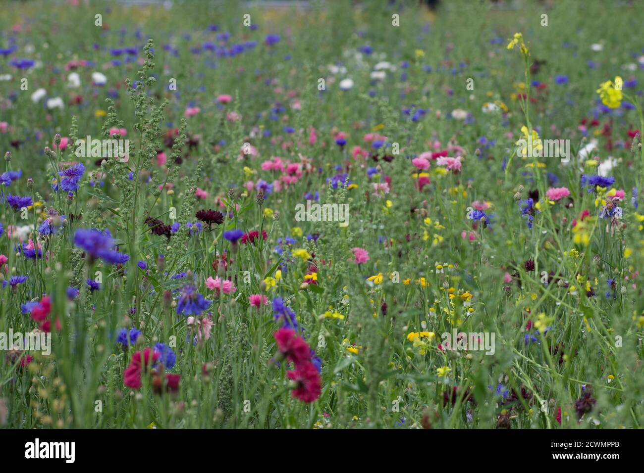 Confetti Fields 2020 Stock Photo - Alamy