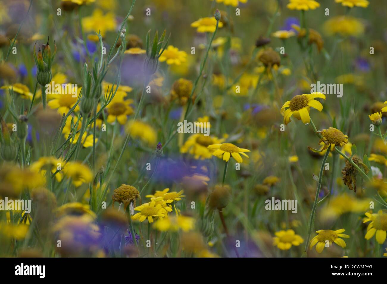 Confetti Fields 2020 Stock Photo - Alamy