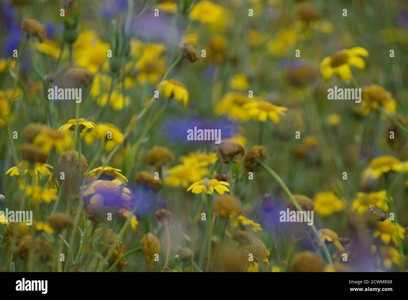 Confetti Fields 2020 Stock Photo - Alamy