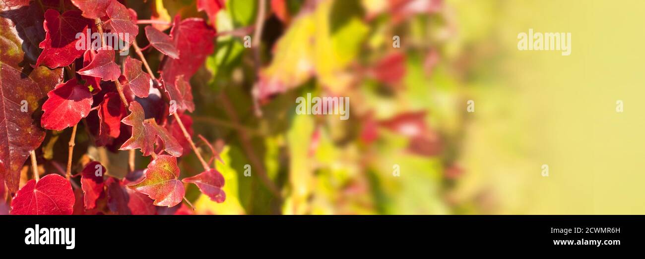 Close up of red Virgina Creeper in autumn. Panoramic fall web banner ...